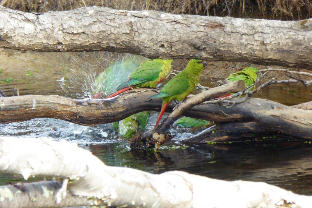 Sin piedras en los bolsillos – Fauna del sur de Chile