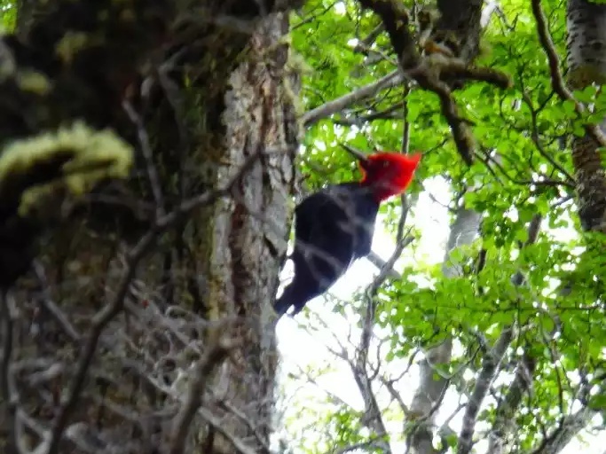 Sin piedras en los bolsillos – Fauna del sur de Chile